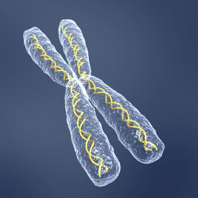 een mens 23 paar chromosomen heeft? - C3
